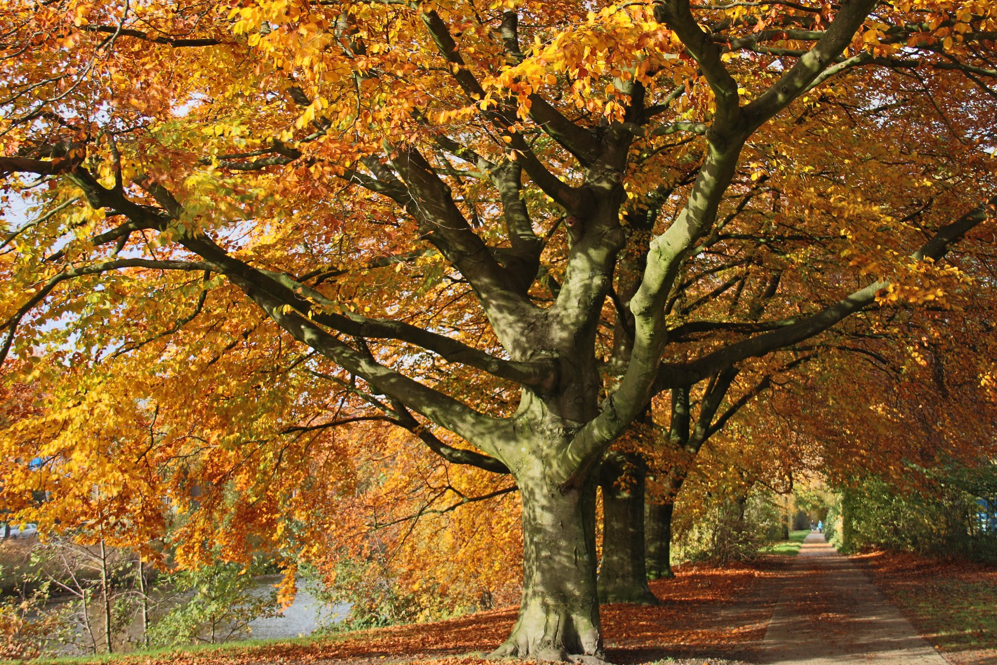 Leiderschap is een bescheiden taak - Instituut voor Undefended Leadership